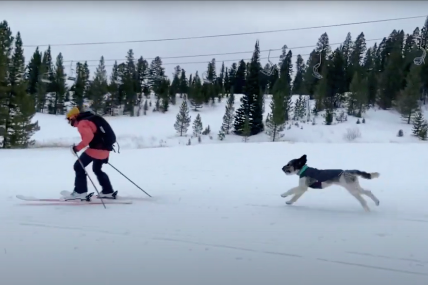Backcountry Skiing With Dogs| Ruffwear | Ruffwear UK