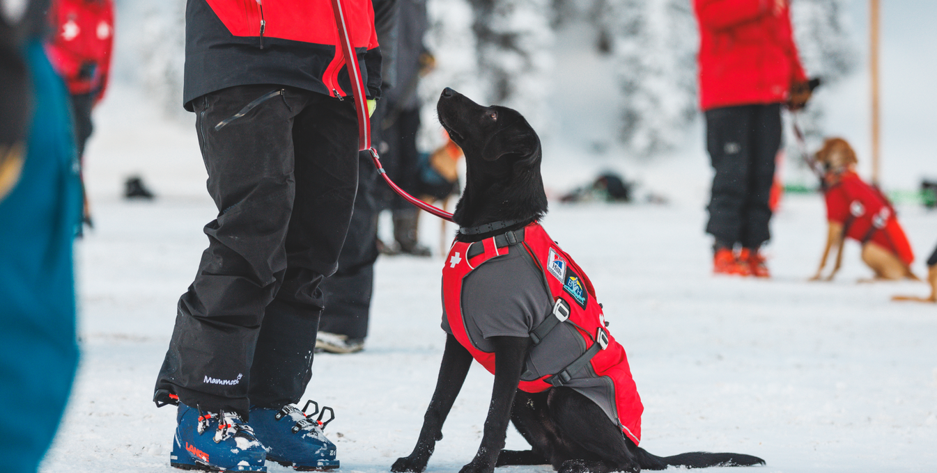 Outdoor Performance Dog Gear | Ruffwear